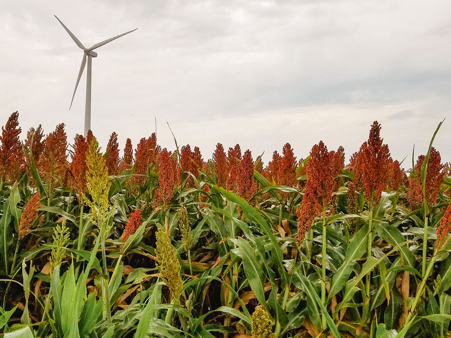 SuperCrop Row-Crop Header - Bish Enterprises